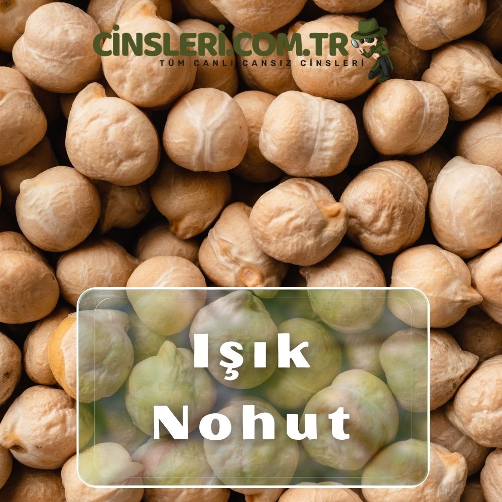 Nohut Çeşitleri - Cinsleri