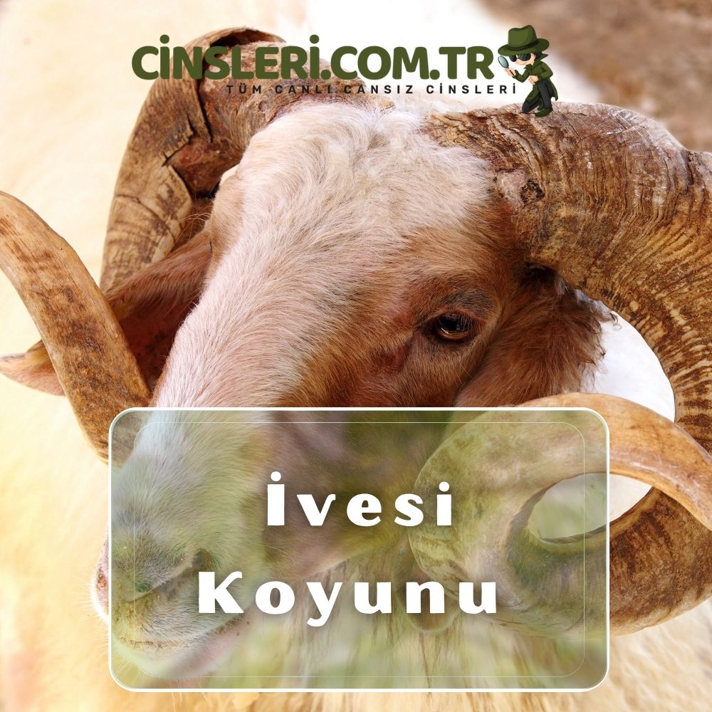 Koyun Cinsleri - Cinsleri