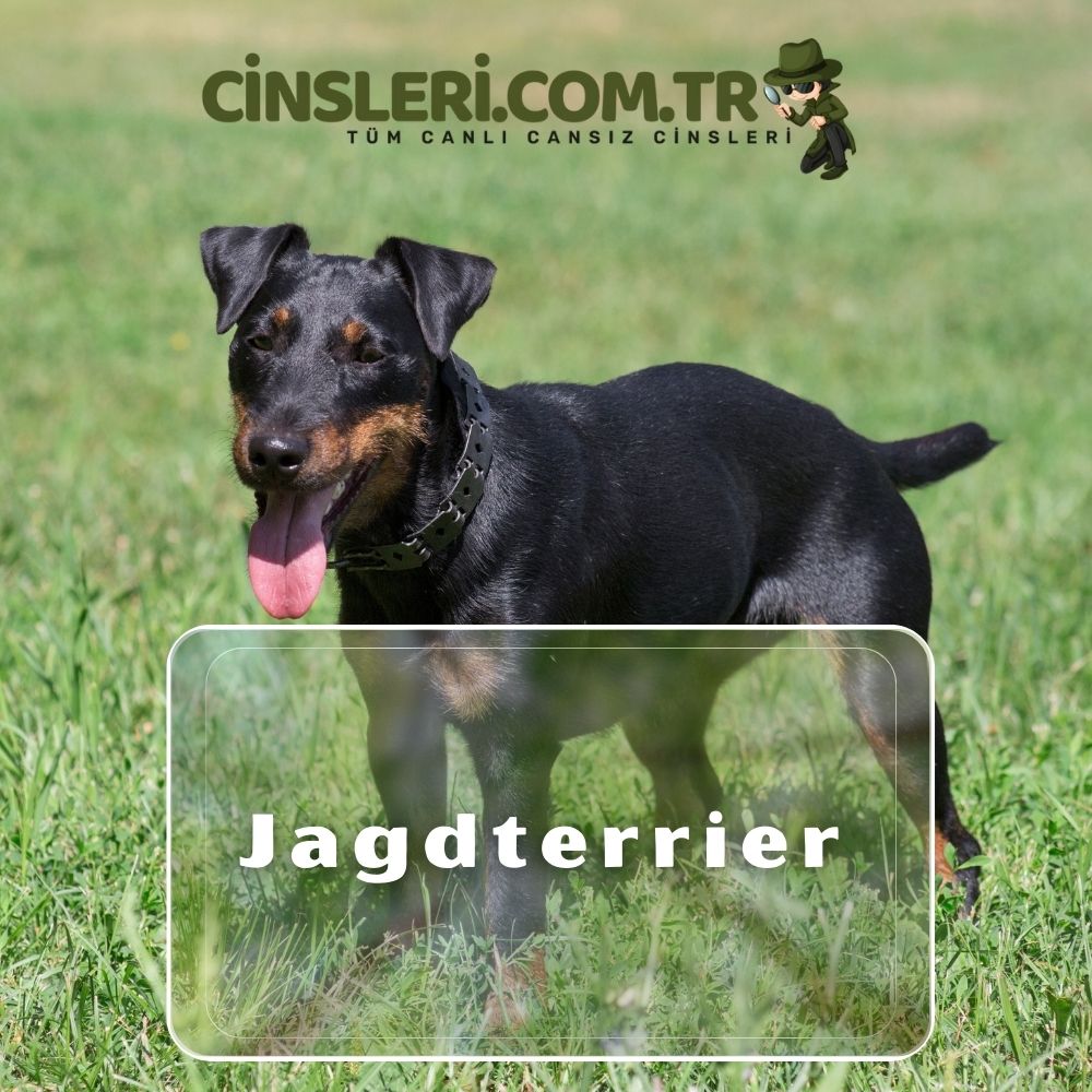 Terrier Cinsleri - Cinsleri