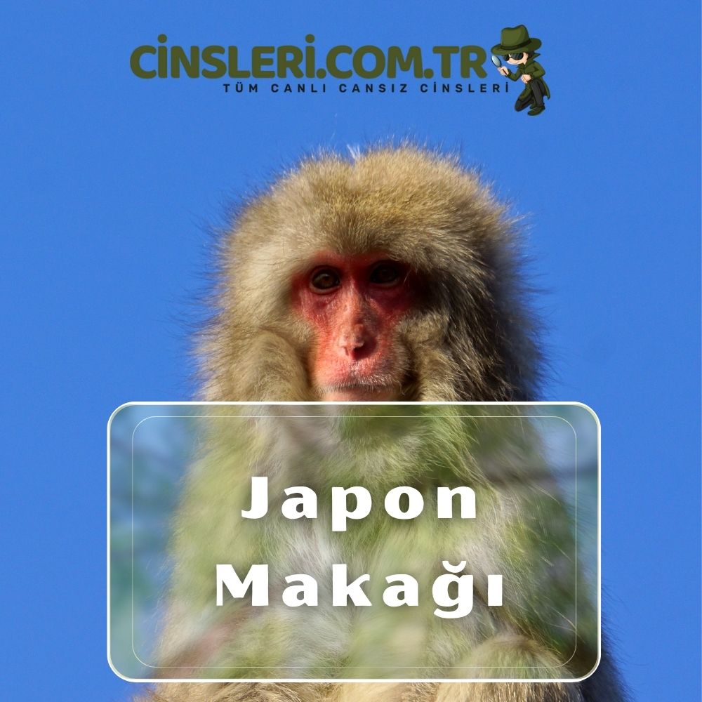 Maymun Cinsleri - Cinsleri