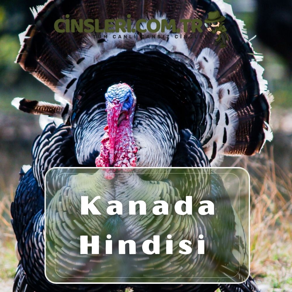 Hindi Cinsleri - Cinsleri