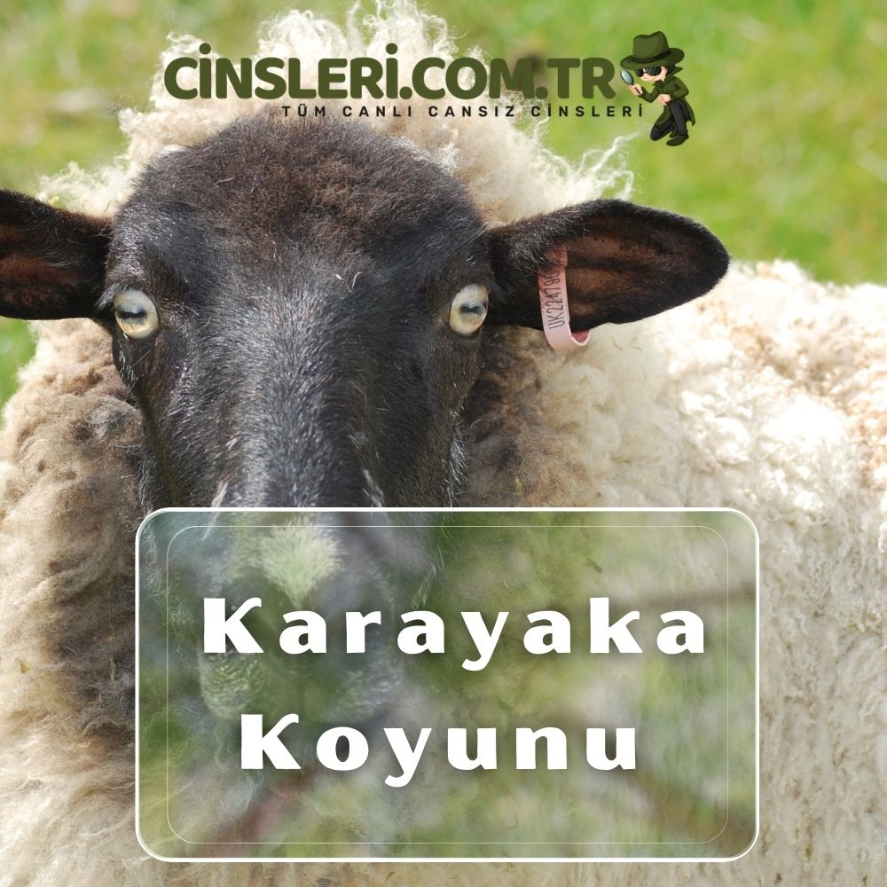 Koyun Cinsleri - Cinsleri