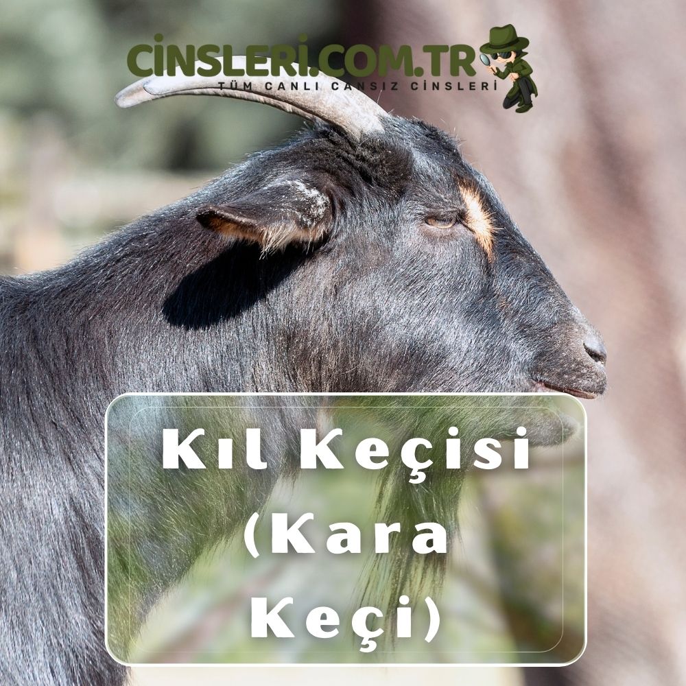 Keçi Cinsleri - Cinsleri