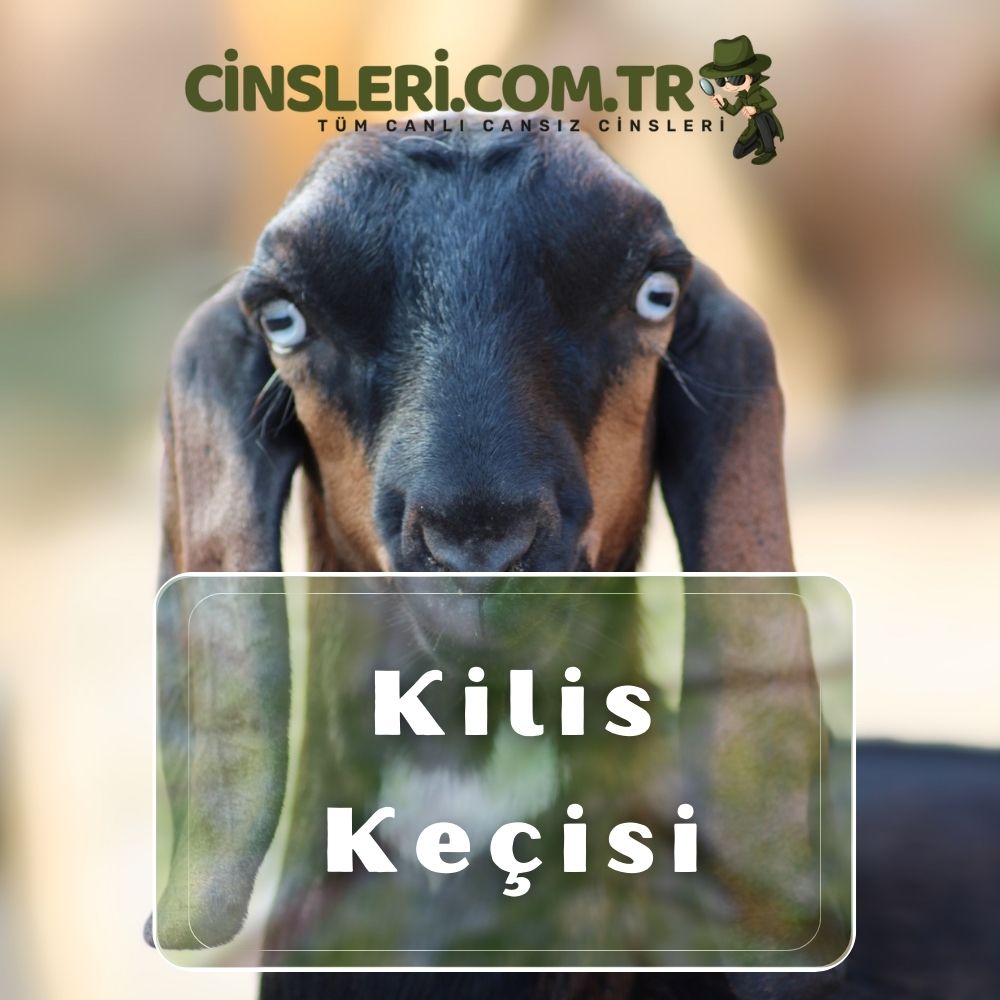 Keçi Cinsleri ve Irkları | cinsleri.com.tr