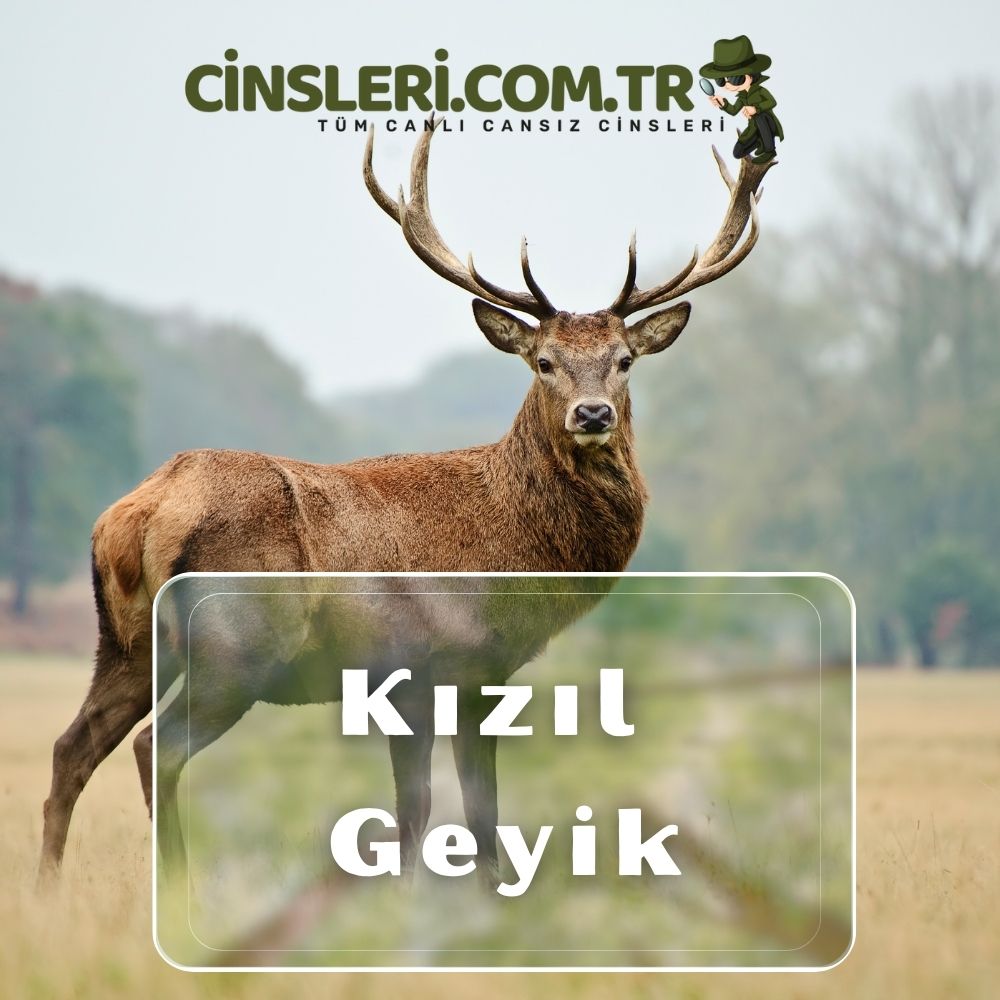 Geyik Cinsleri - Cinsleri