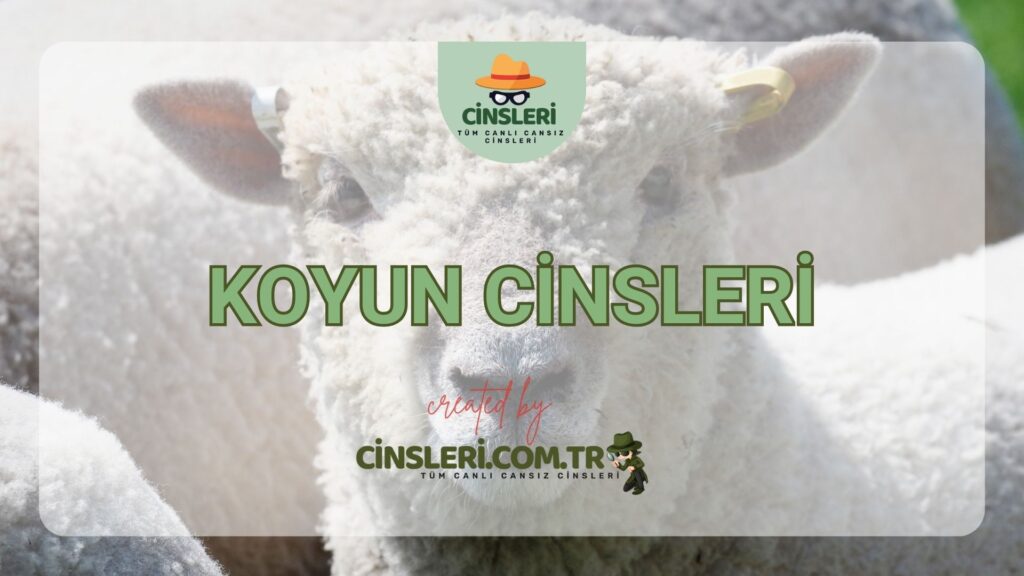 Koyun Cinsleri - Cinsleri