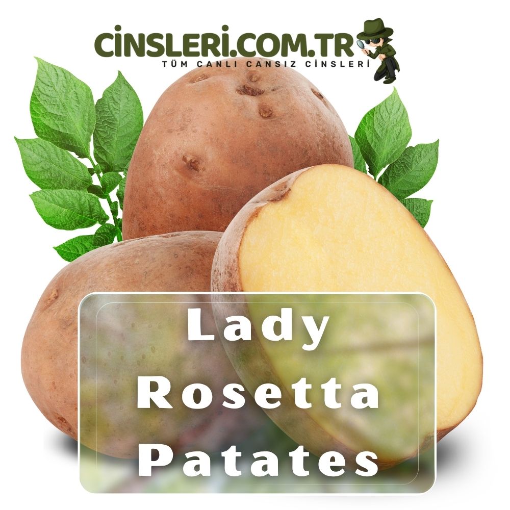 Patates Cinsleri - Cinsleri