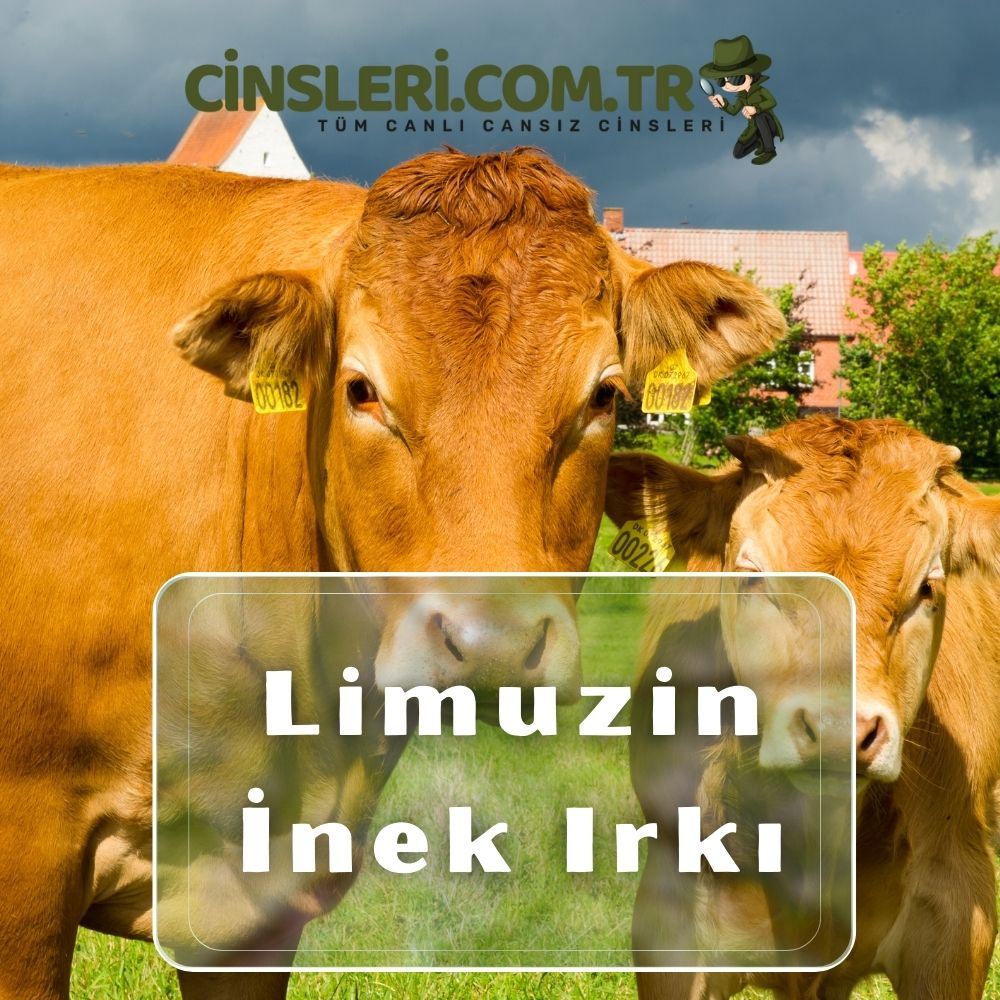 İnek Cinsleri - Cinsleri