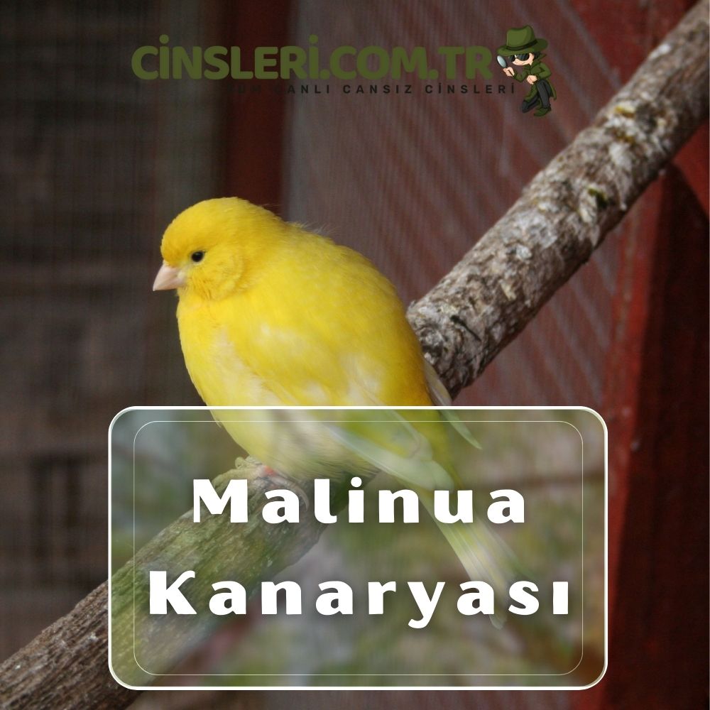 Kanarya Cinsleri ve Irkları | cinsleri.com.tr