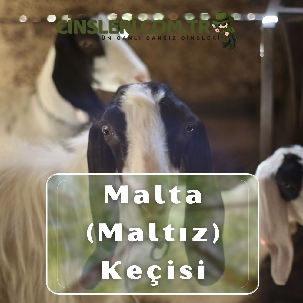 Keçi Cinsleri - Cinsleri