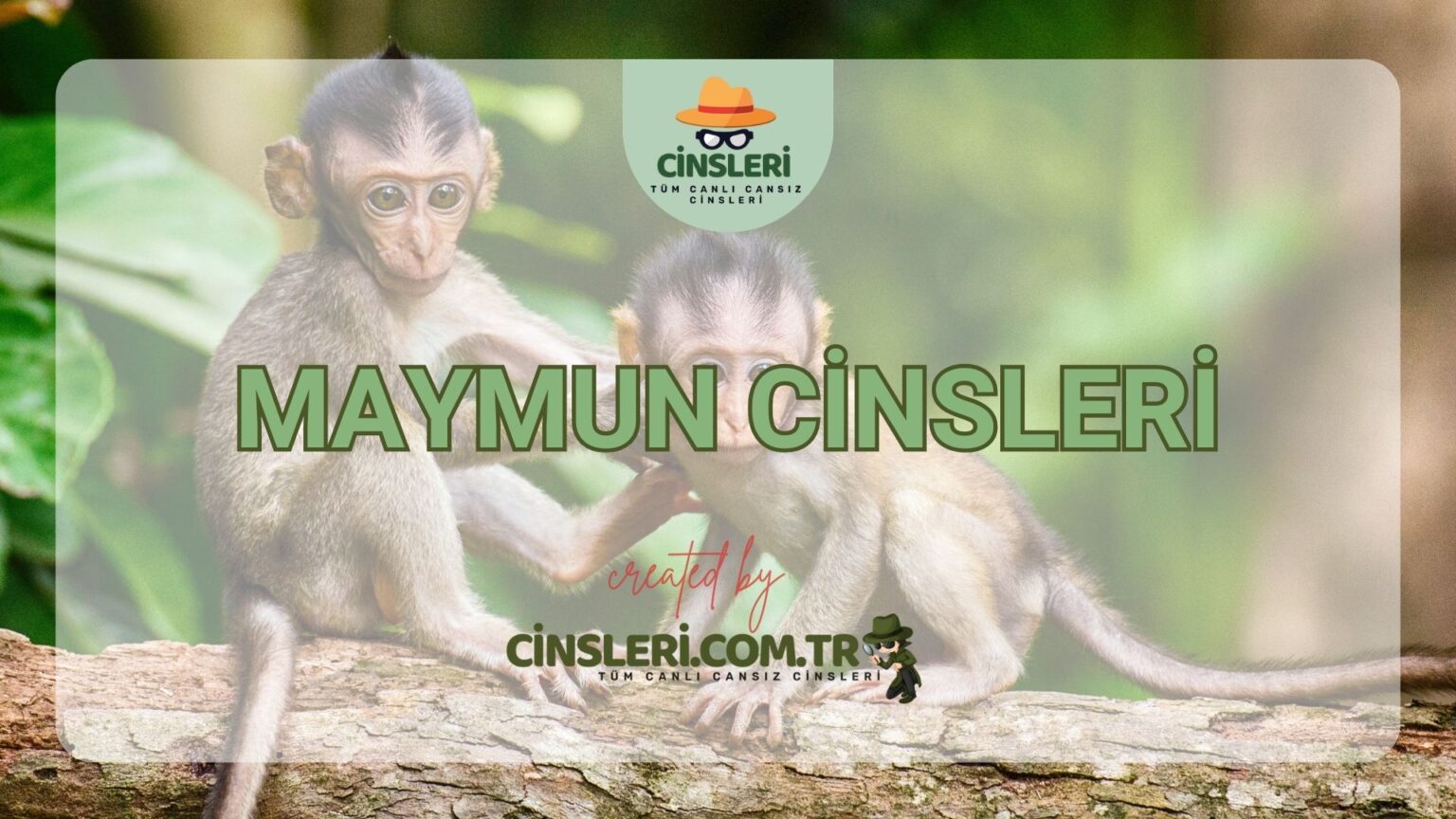 Maymun Cinsleri - Cinsleri