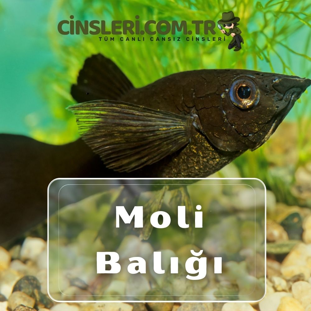 Balık Cinsleri - Cinsleri