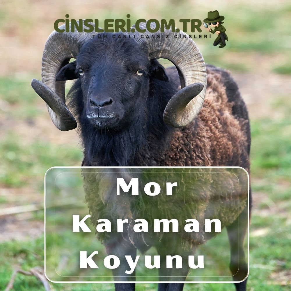Koyun Cinsleri - Cinsleri