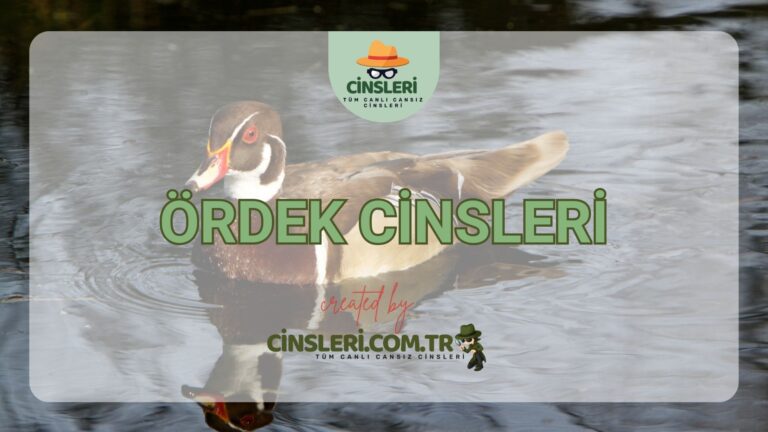 Ördek Cinsleri ve Irkları | cinsleri.com.tr