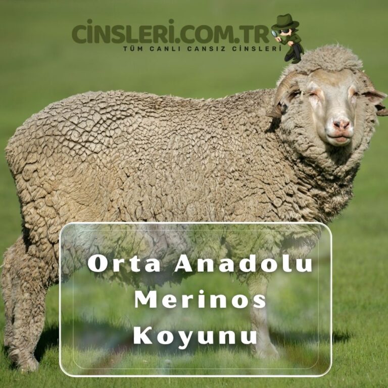 Koyun Cinsleri ve Irkları | cinsleri.com.tr
