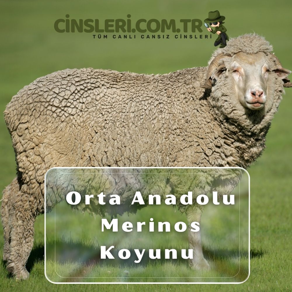 Koyun Cinsleri - Cinsleri