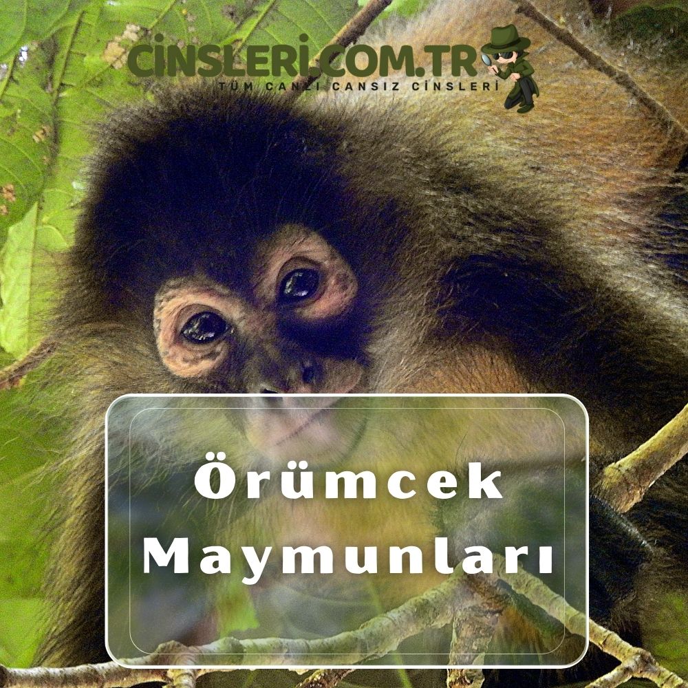 Maymun Cinsleri - Cinsleri