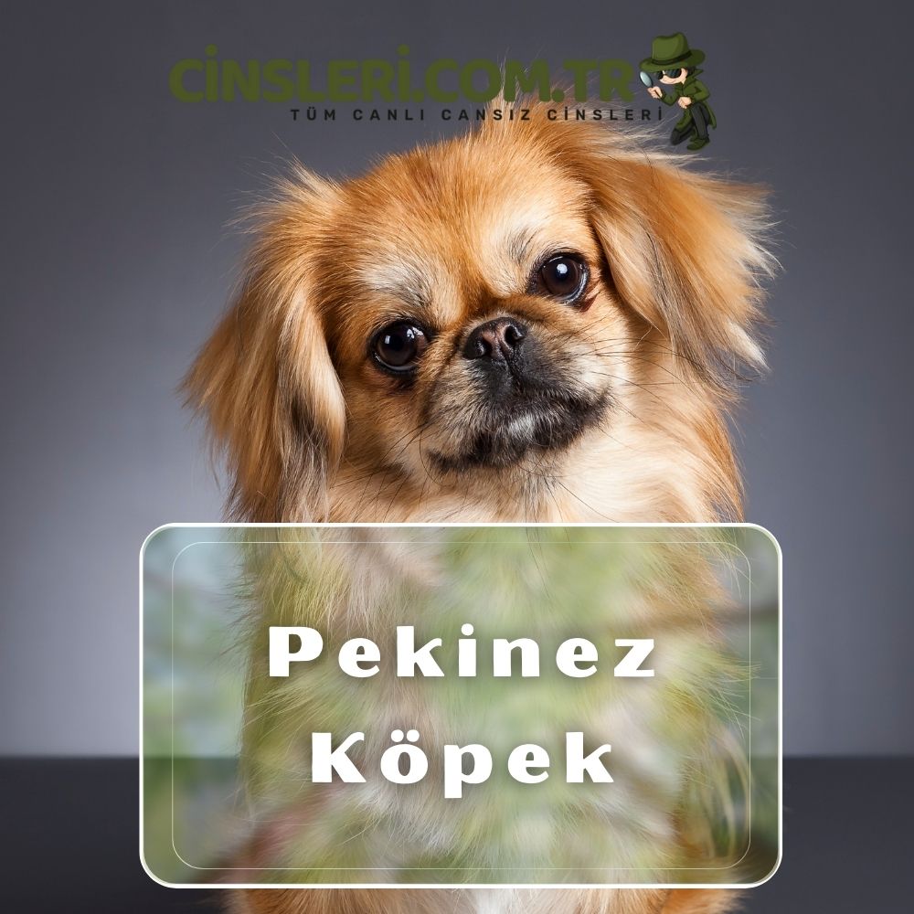 Fino Cinsleri - Cinsleri