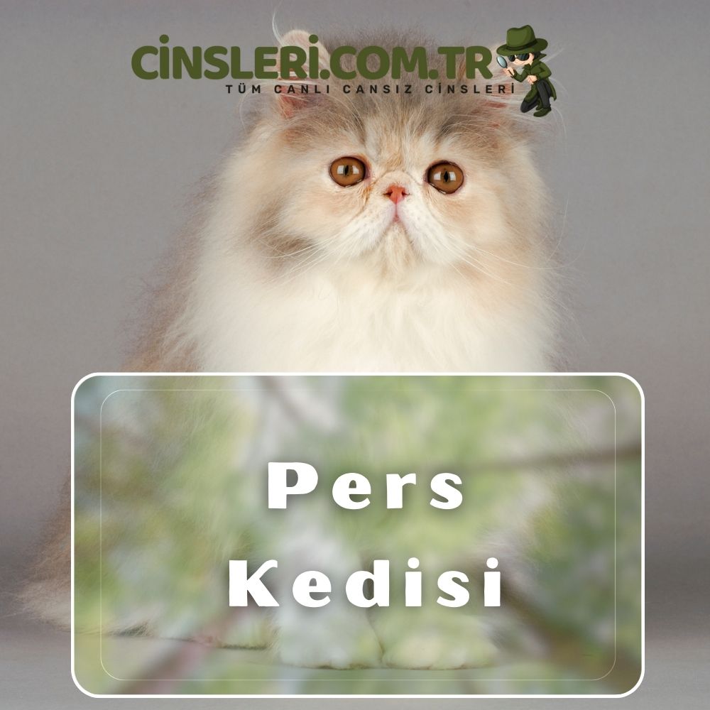 Kedi Cinsleri - Cinsleri