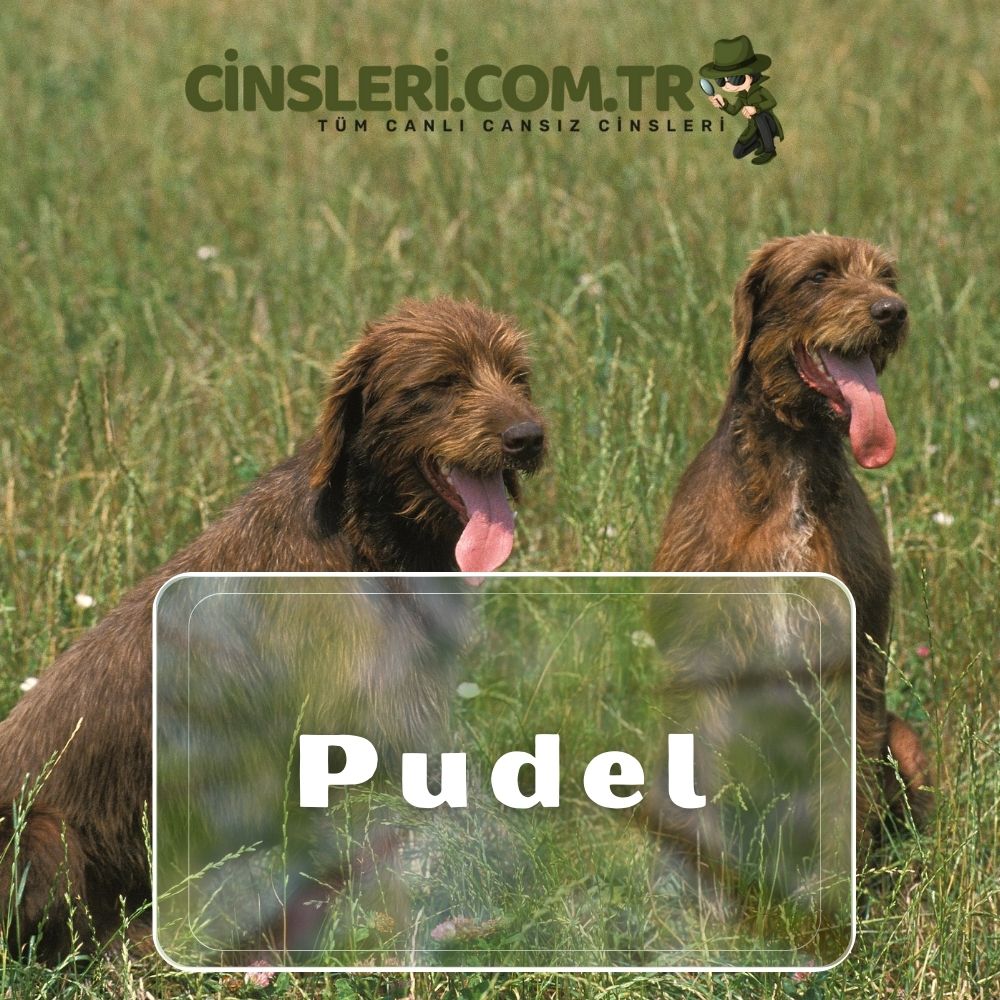 Köpek Cinsleri - Cinsleri