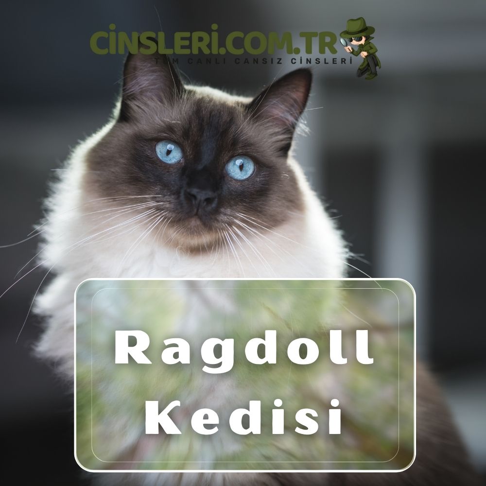 Kedi Cinsleri ve Irkları | cinsleri.com.tr