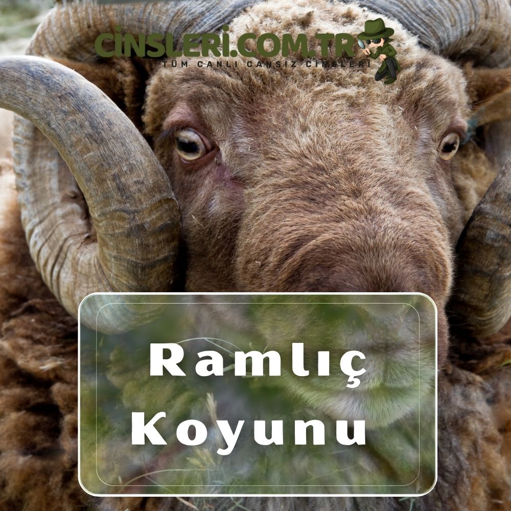 Koyun Cinsleri - Cinsleri