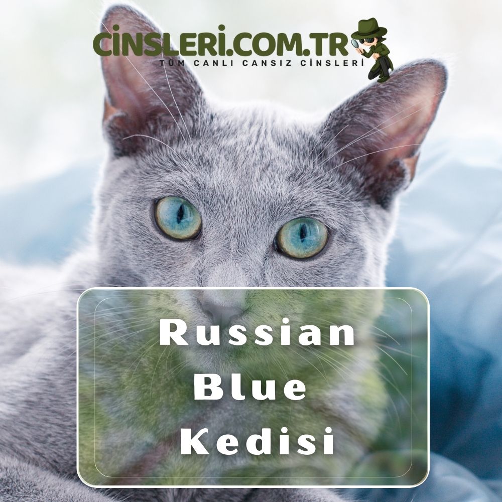 Kedi Cinsleri - Cinsleri