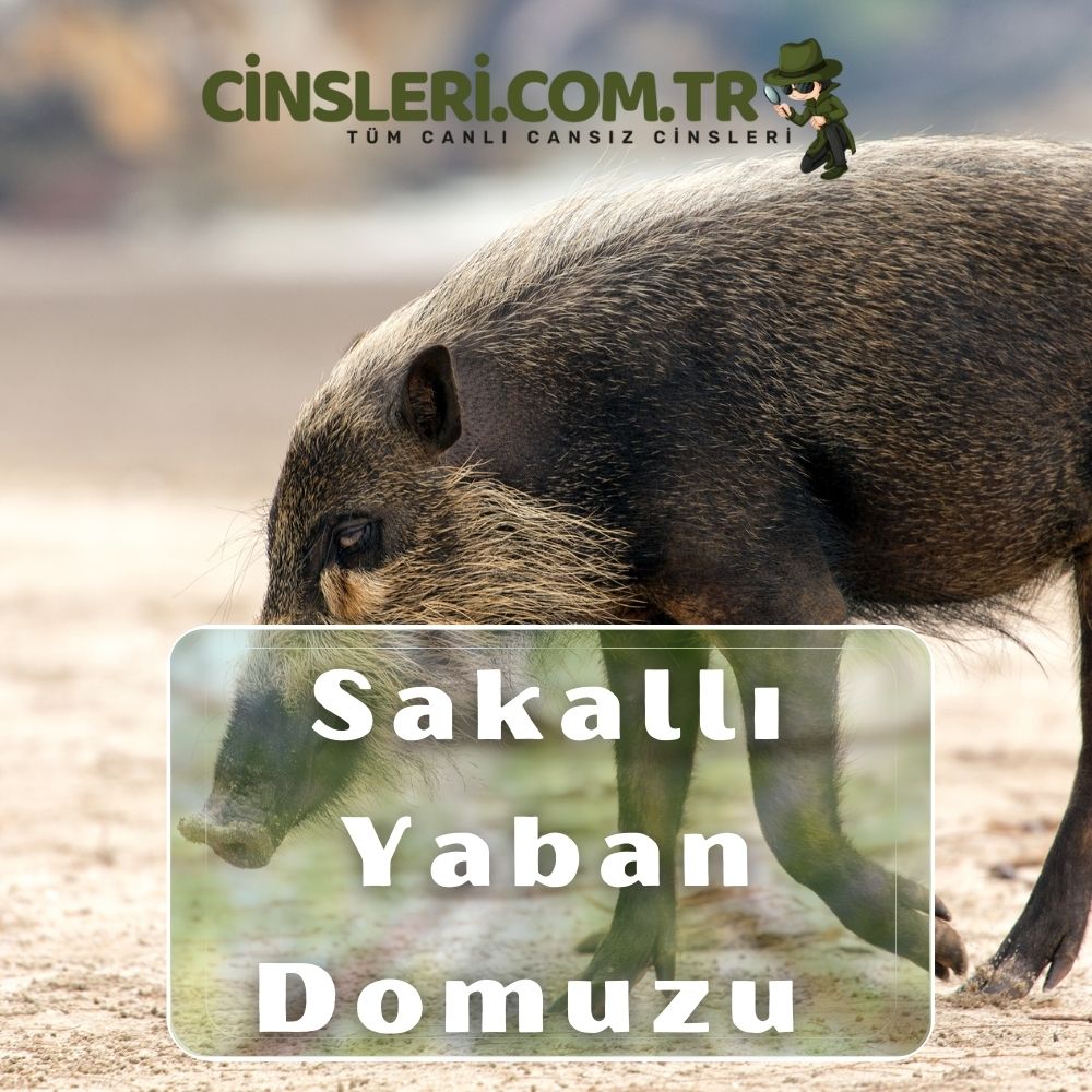 Domuz Cinsleri - Cinsleri