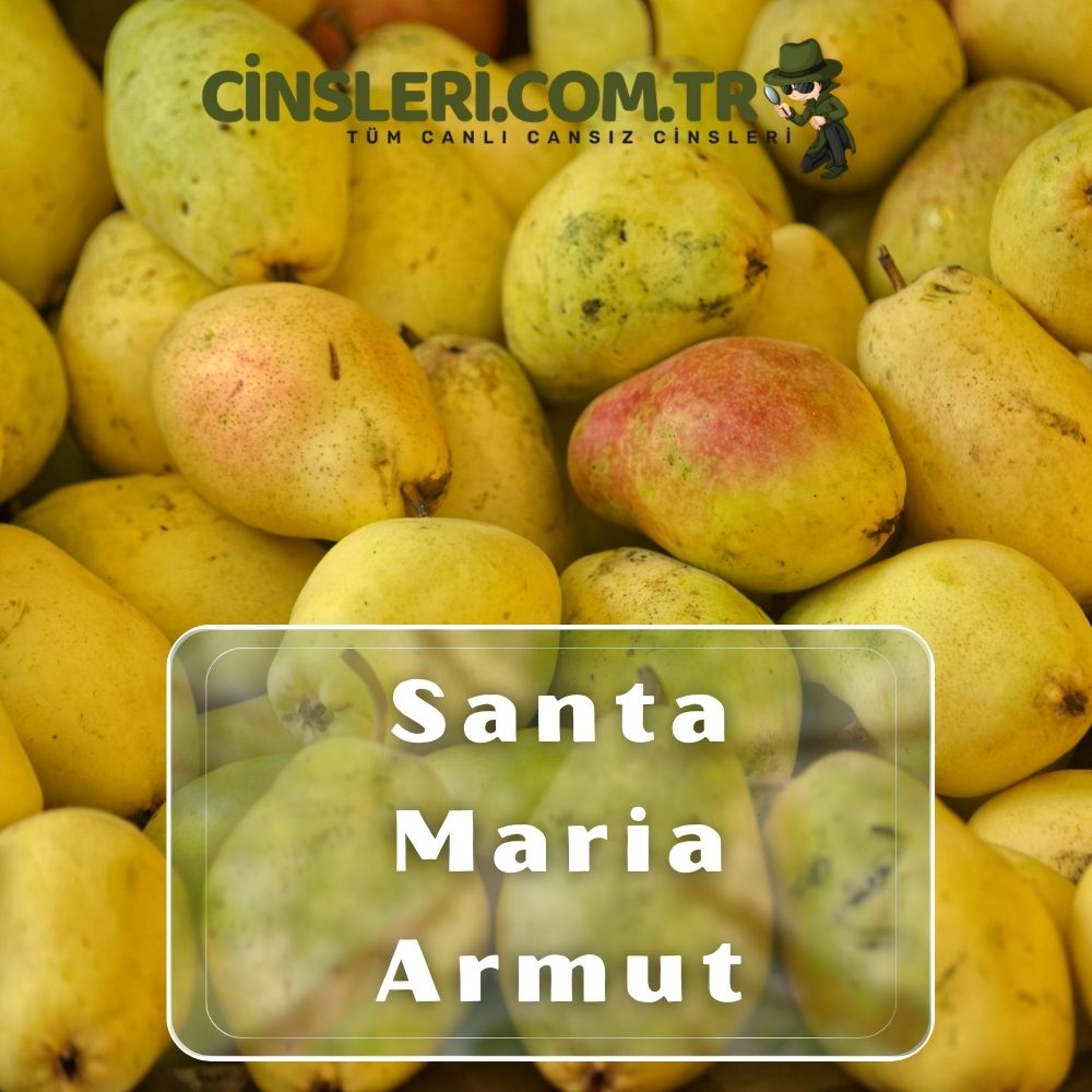 Armut Cinsleri - Cinsleri