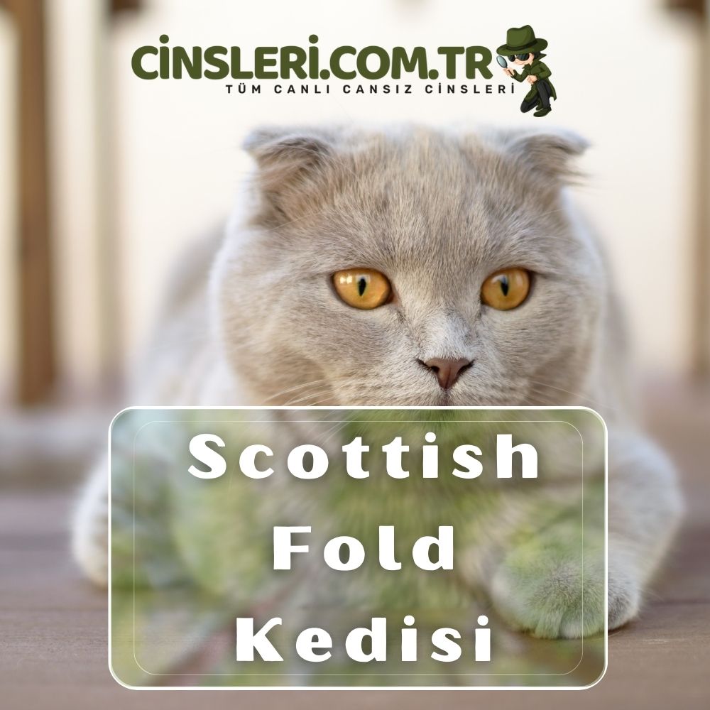 Kedi Cinsleri - Cinsleri