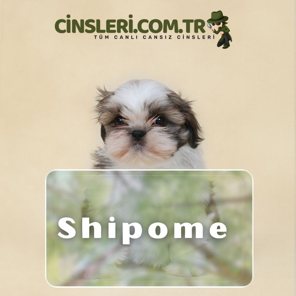 Pomeranian Cinsleri - Cinsleri