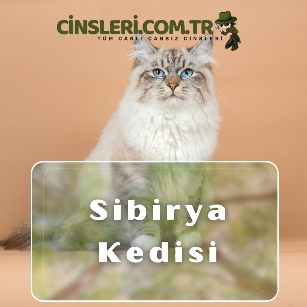 Beyaz Kedi Cinsleri - Cinsleri