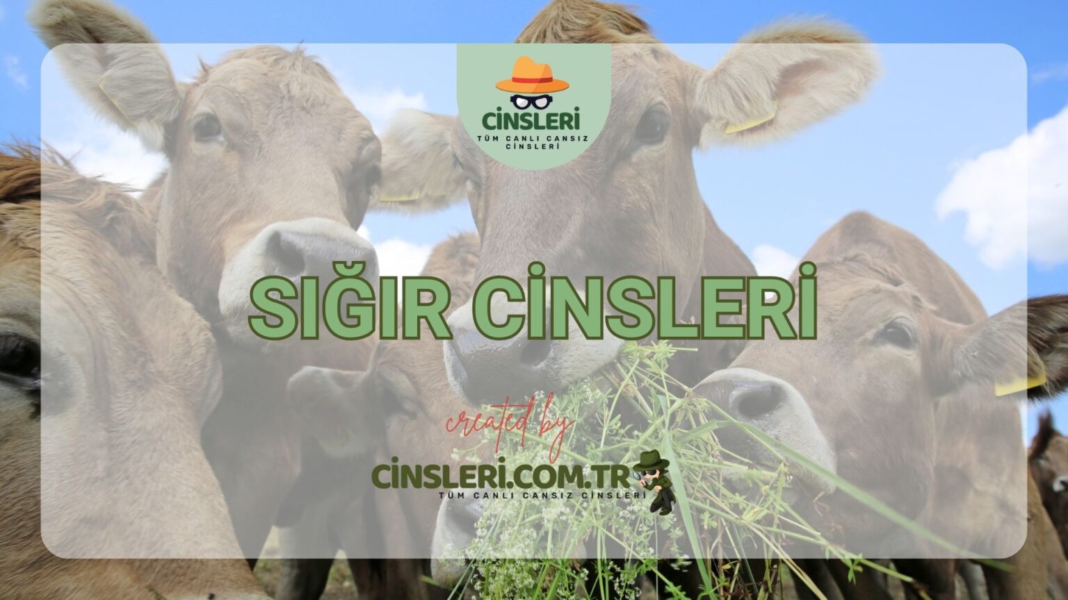 Sığır Cinsleri - Cinsleri