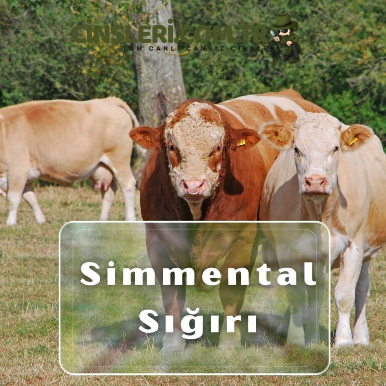 Sığır Cinsleri - Cinsleri
