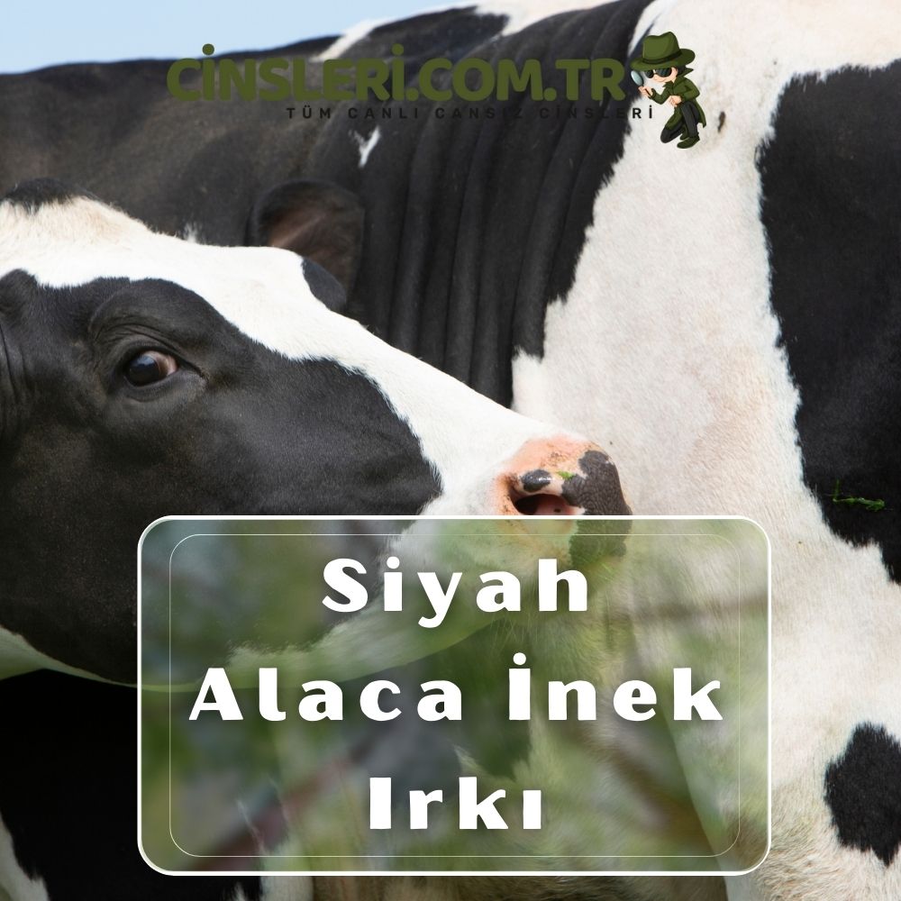 İnek Cinsleri - Cinsleri