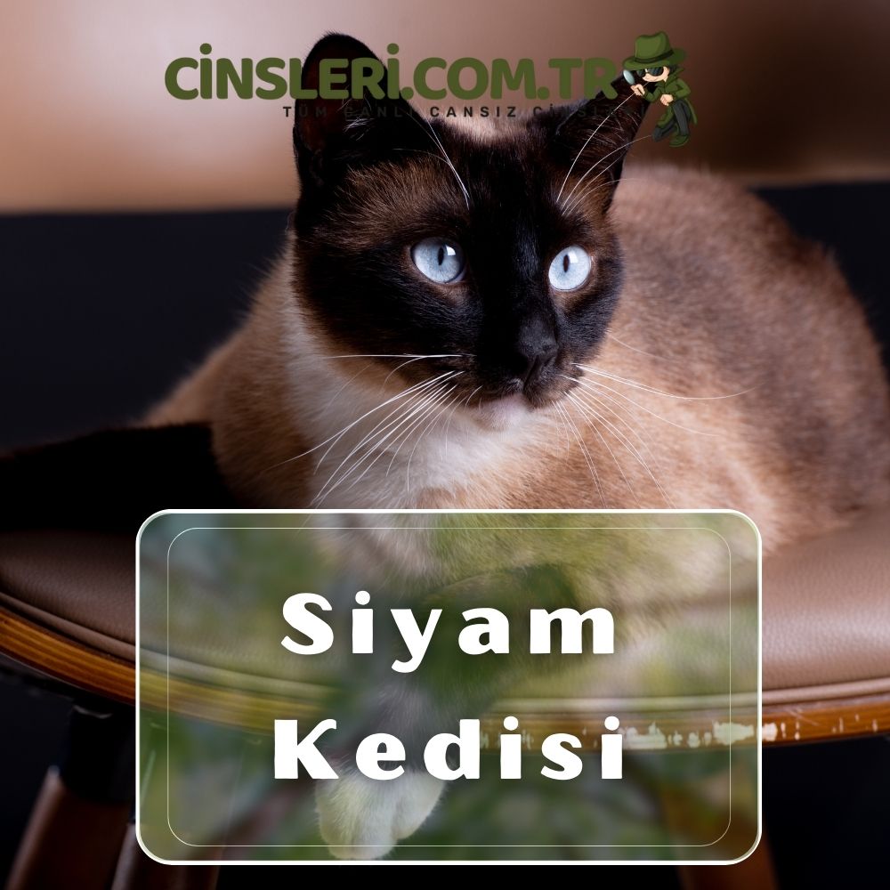 Kedi Cinsleri ve Irkları | cinsleri.com.tr
