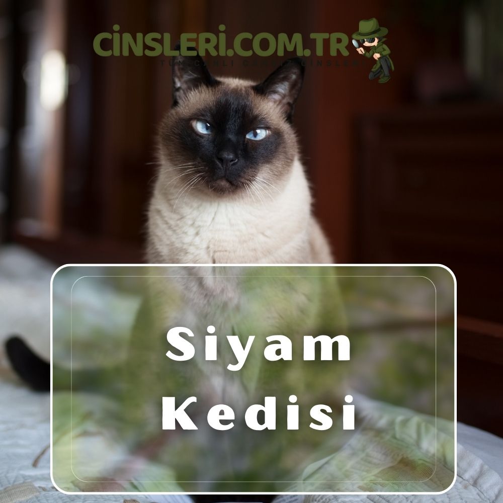 Beyaz Kedi Cinsleri - Cinsleri