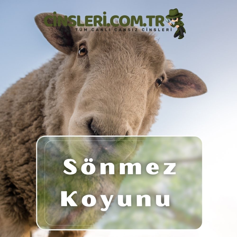 Koyun Cinsleri - Cinsleri