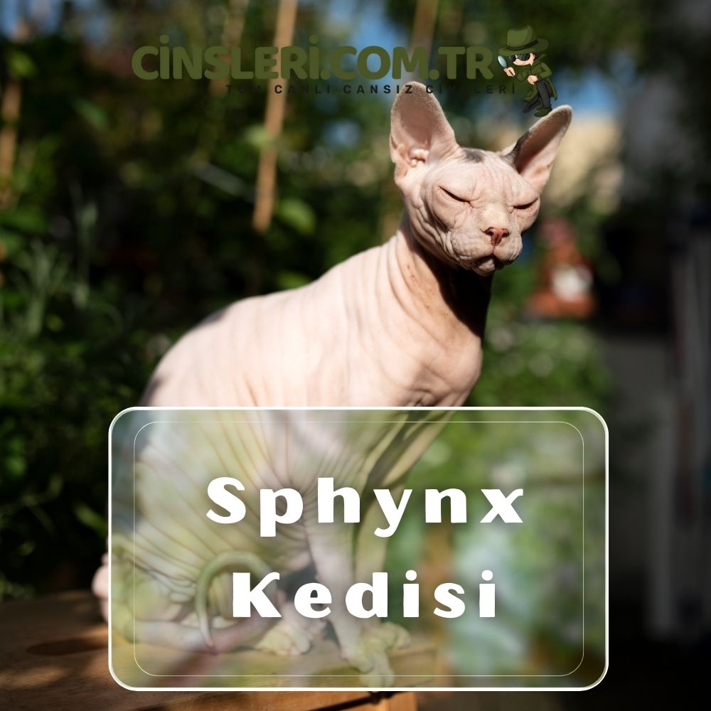 Kedi Cinsleri - Cinsleri