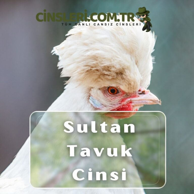 Tavuk Cinsleri - Cinsleri