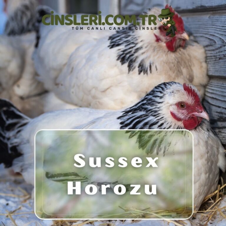 Horoz Cinsleri - Cinsleri