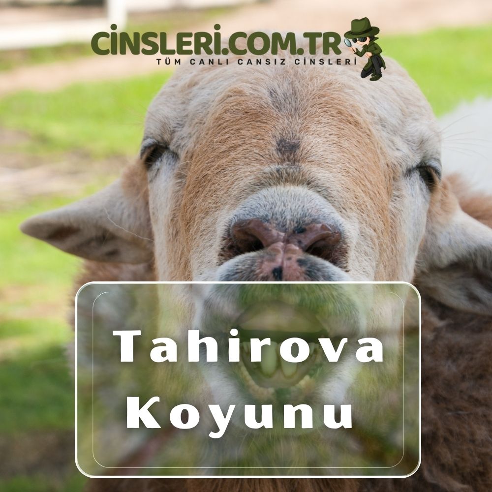 Koyun Cinsleri - Cinsleri
