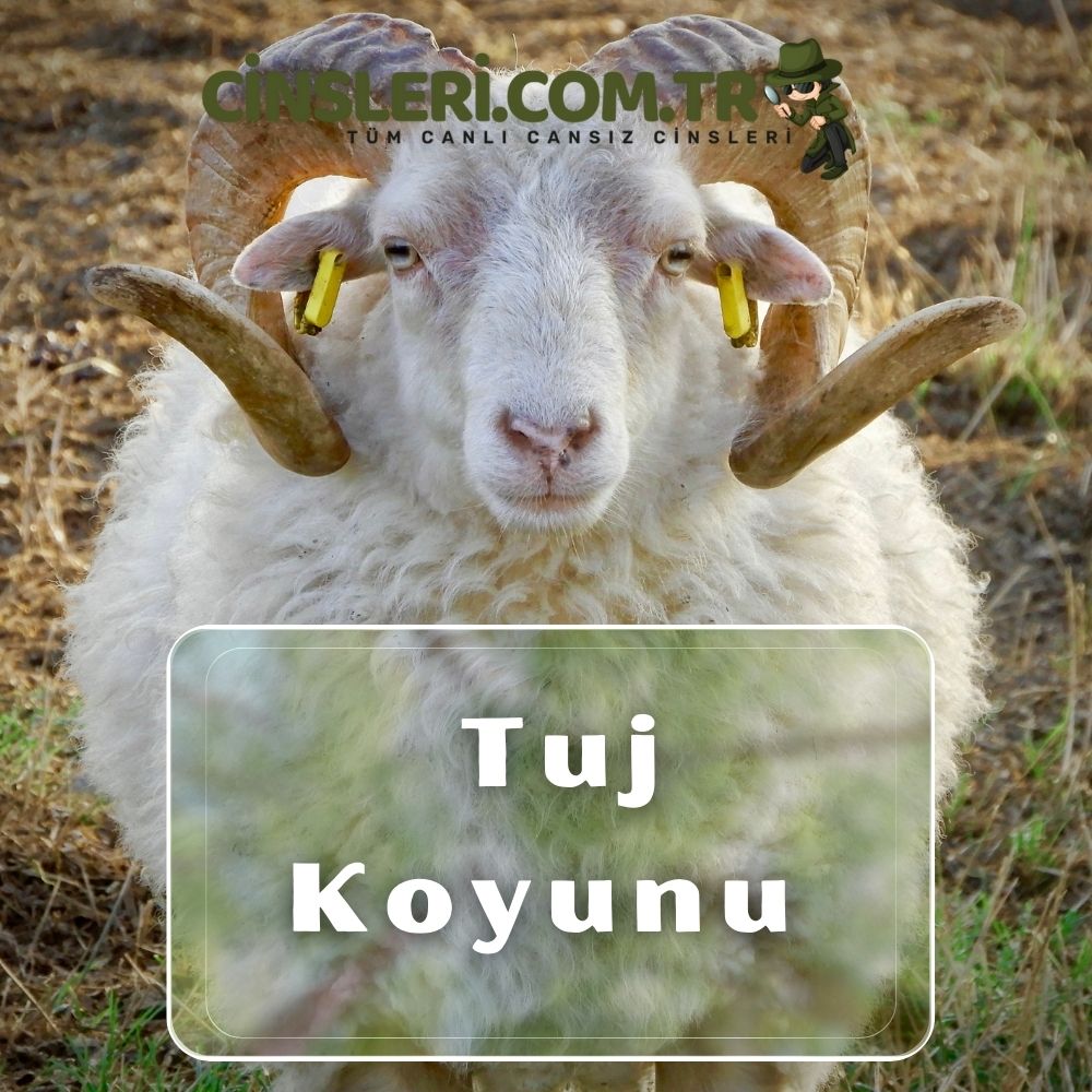 Koyun Cinsleri - Cinsleri