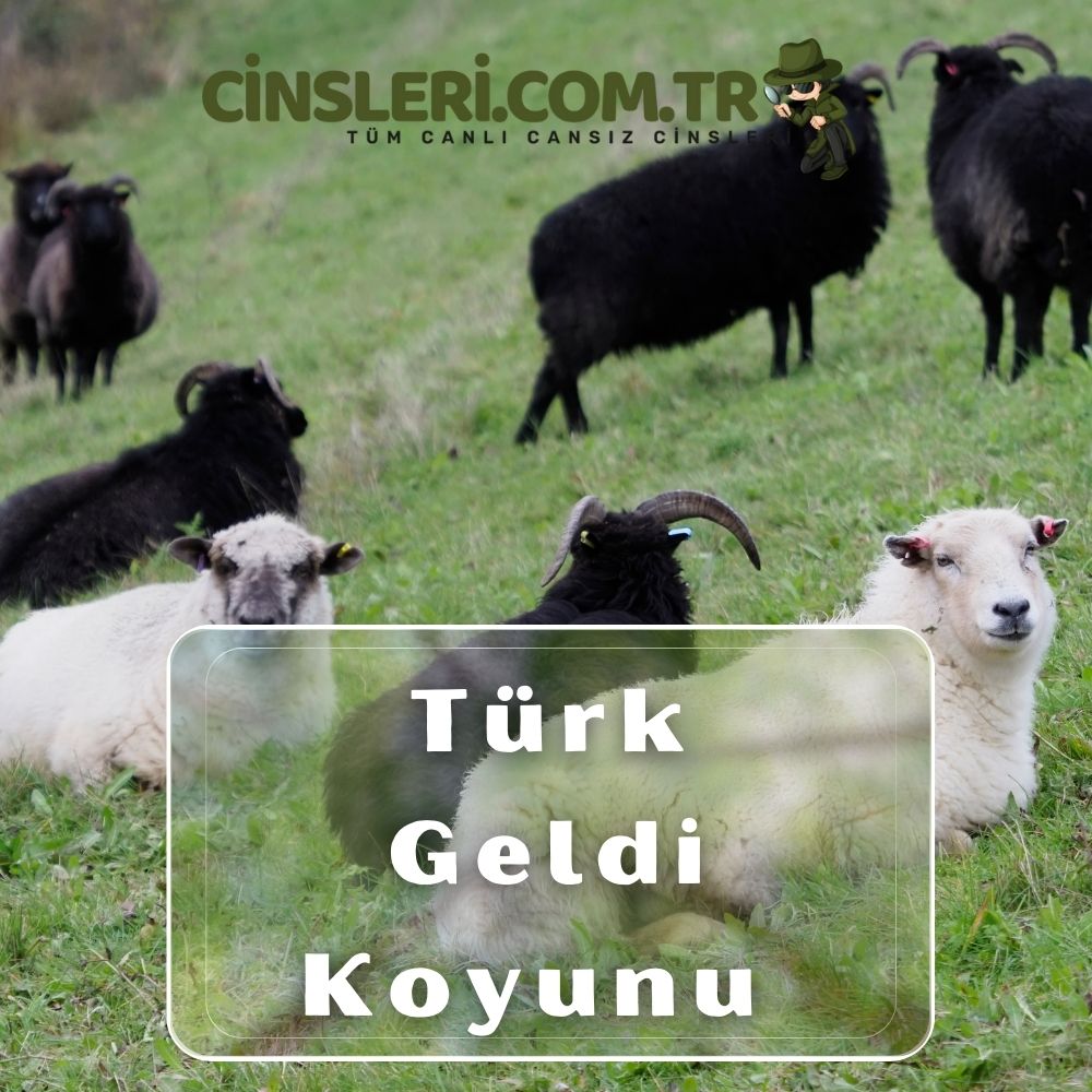 Koyun Cinsleri - Cinsleri