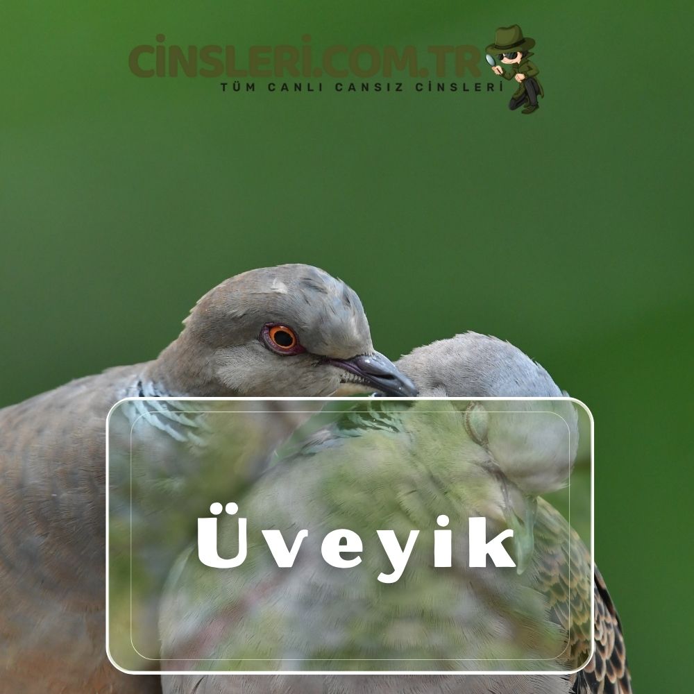 Güvercin Cinsleri ve Irkları | cinsleri.com.tr