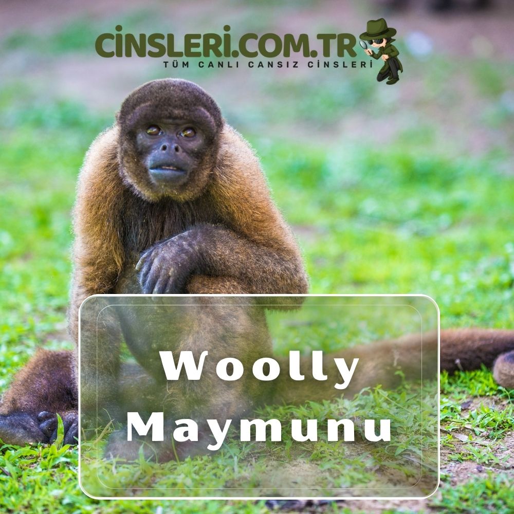 Maymun Cinsleri - Cinsleri