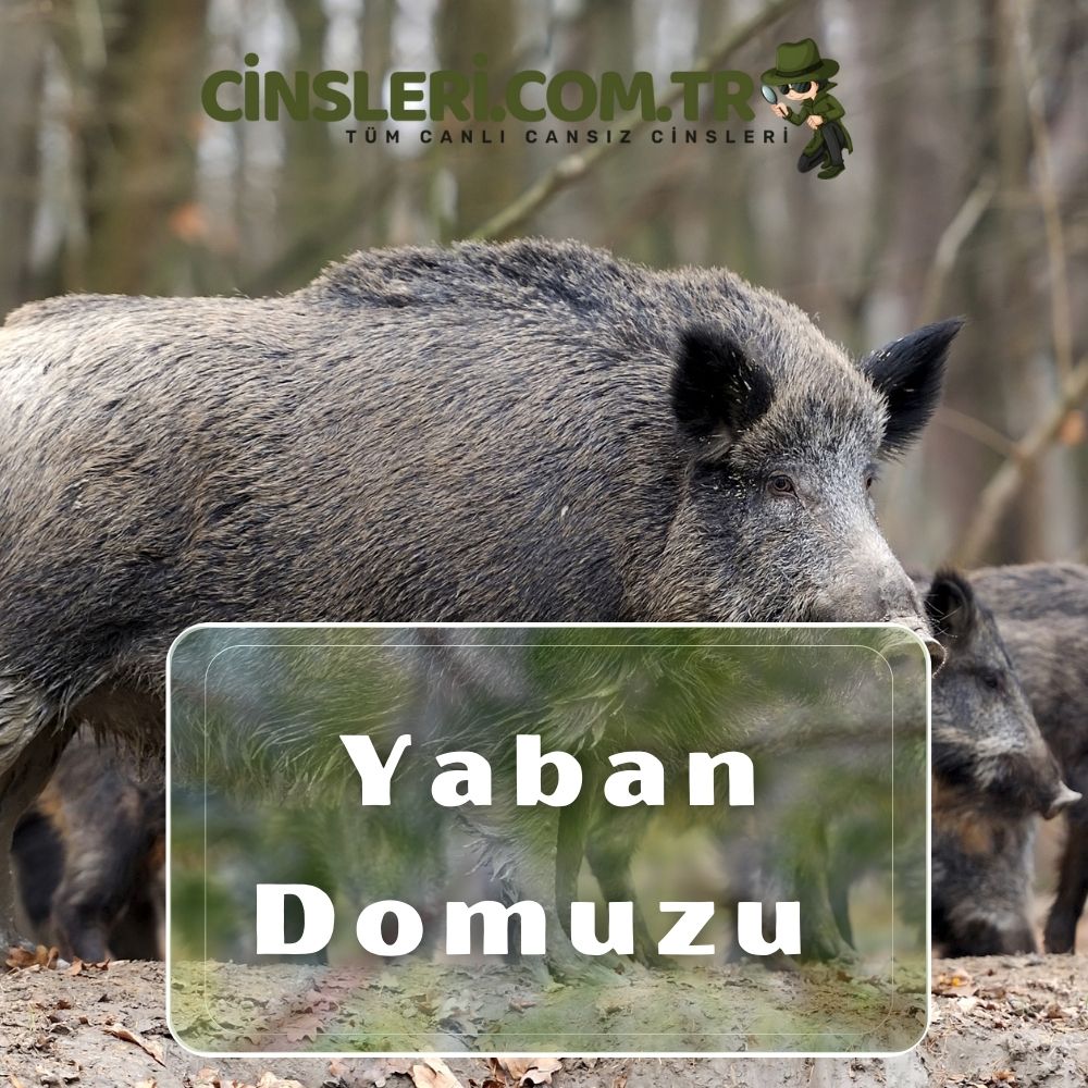 Domuz Cinsleri - Cinsleri