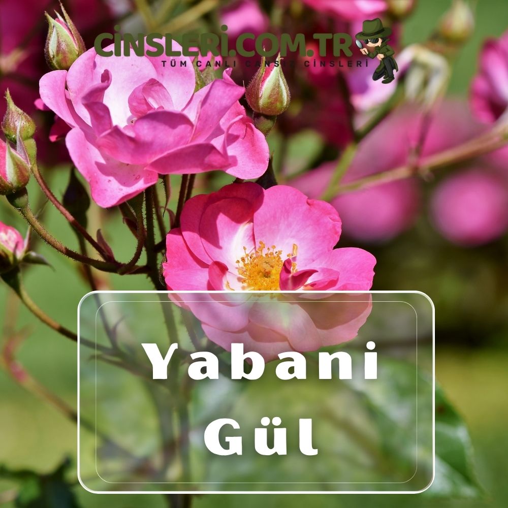 Gül Cinsleri - Cinsleri