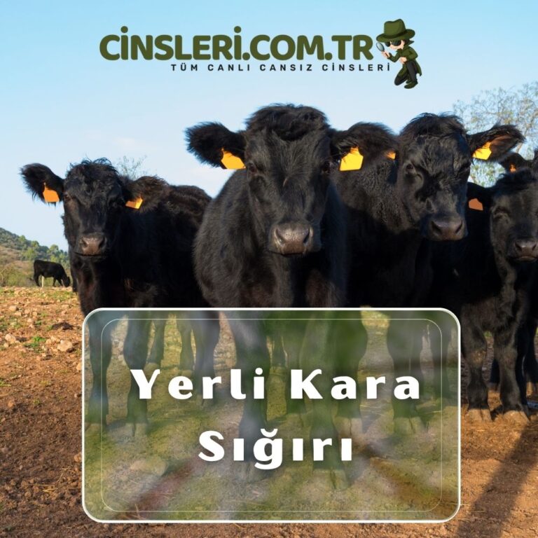 Sığır Cinsleri - Cinsleri