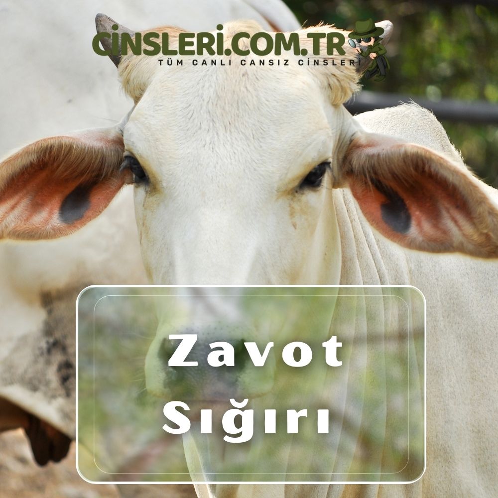 Sığır Cinsleri - Cinsleri